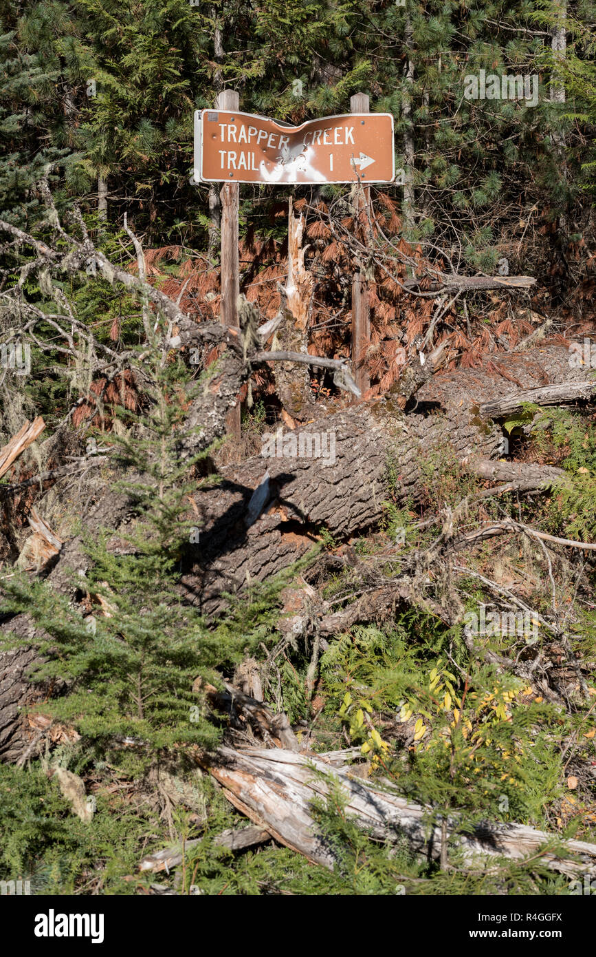 National forest sign damaged by fallen tree, Kaniksu National Forest ...