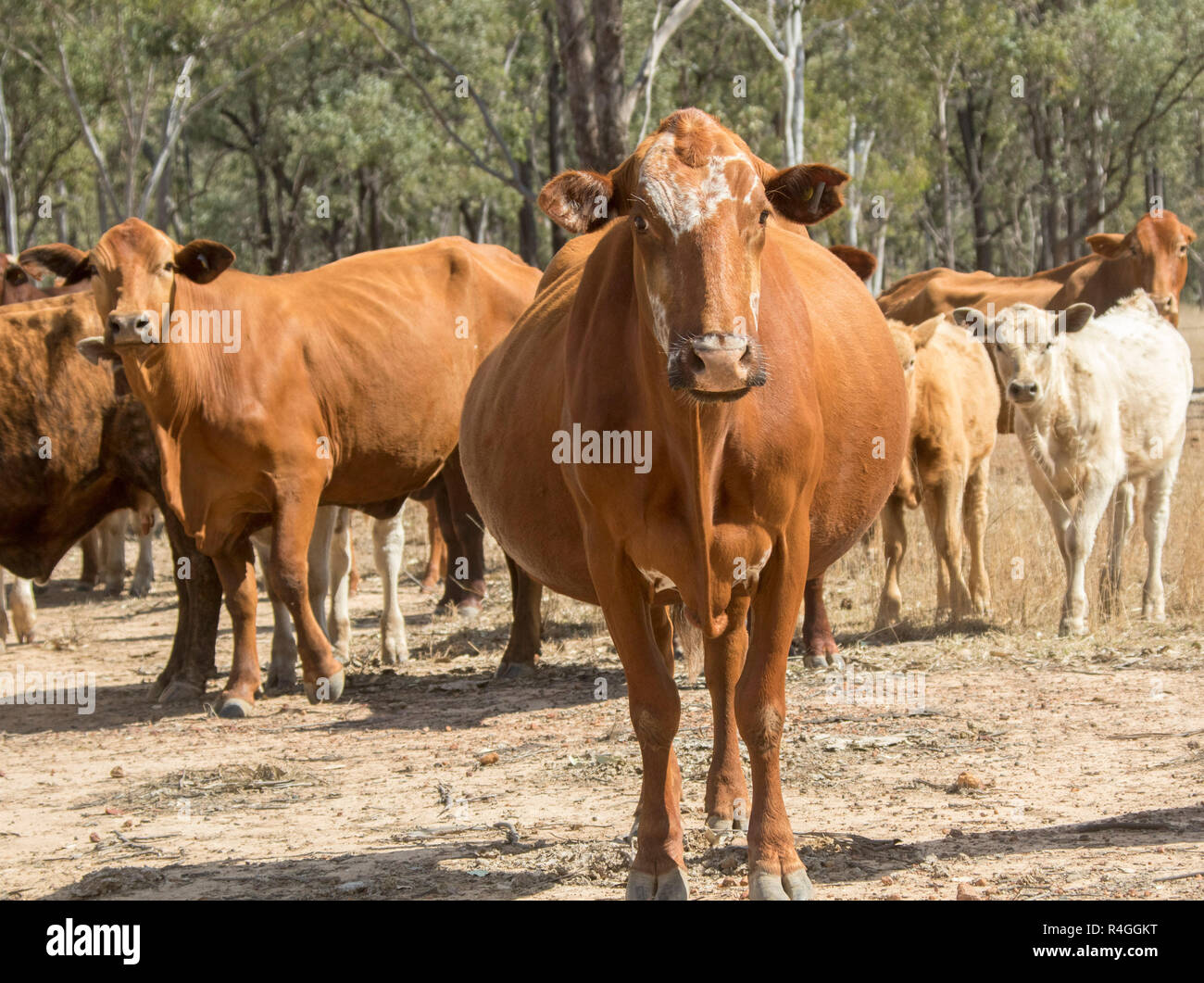 Cattle during drought in Australia Stock Photo - Alamy