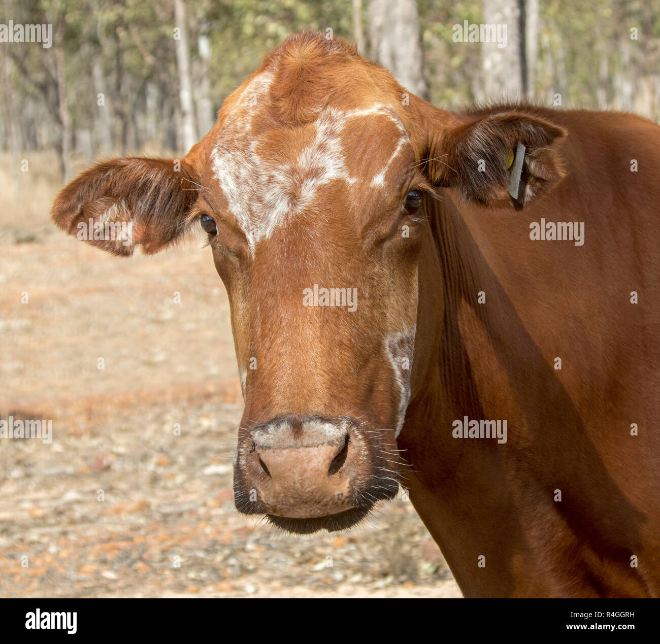 Australian Beef Cow High Resolution Stock Photography and Images - Alamy