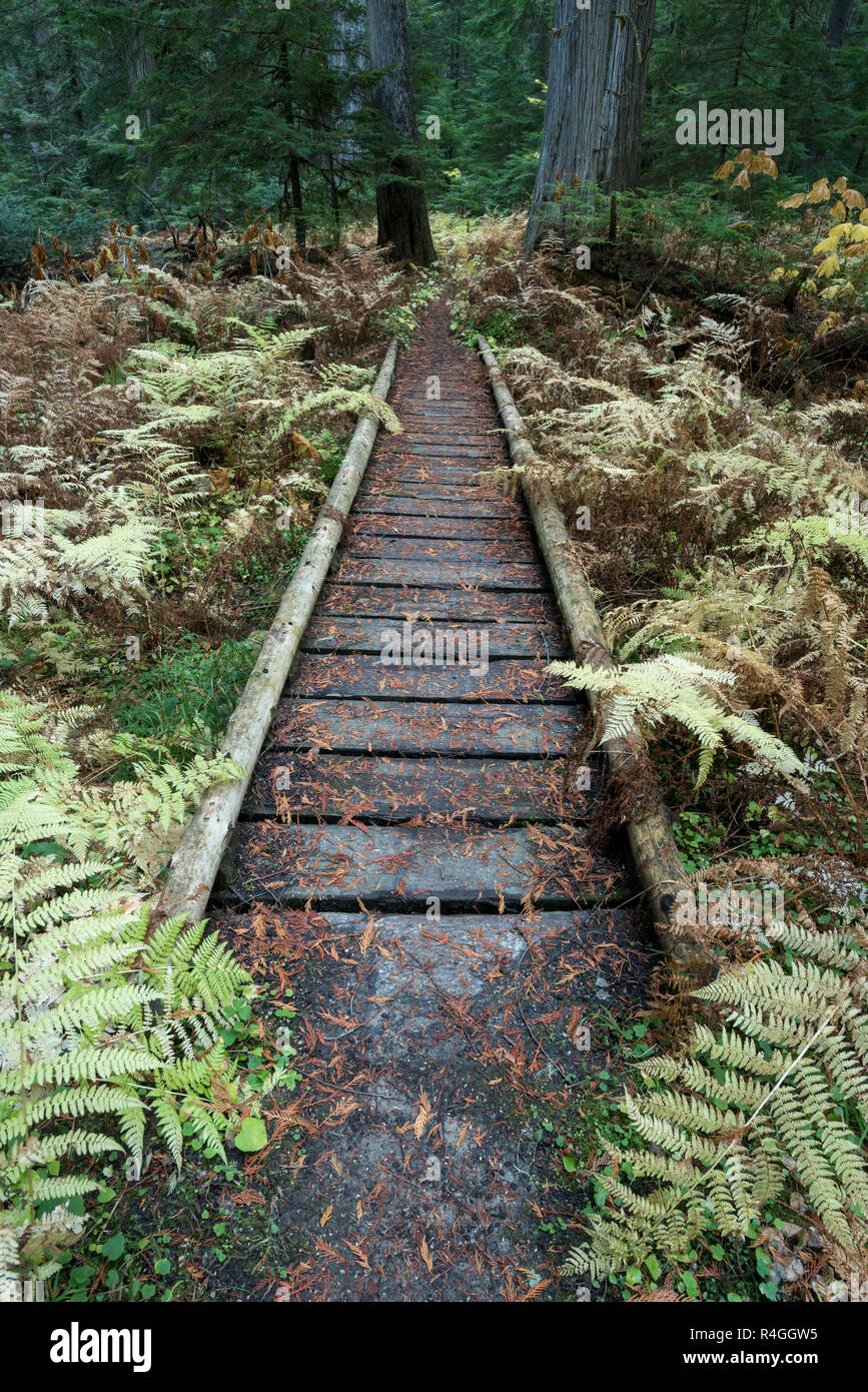 Section of boardwalk trail on the Upper Priest River Trail, Idaho Stock ...