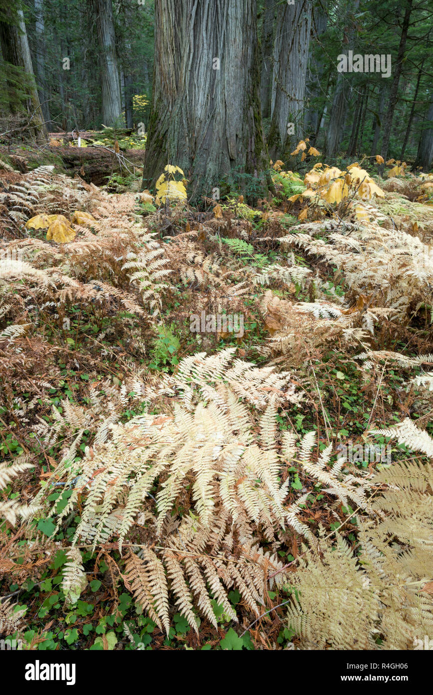 Ferns and Devils Club in an old growth cedar forest, Selkirk Mountains ...