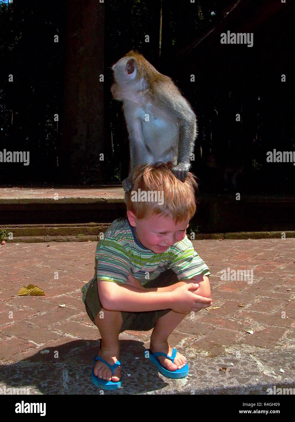 Monkey stealing food hi-res stock photography and images - Alamy
