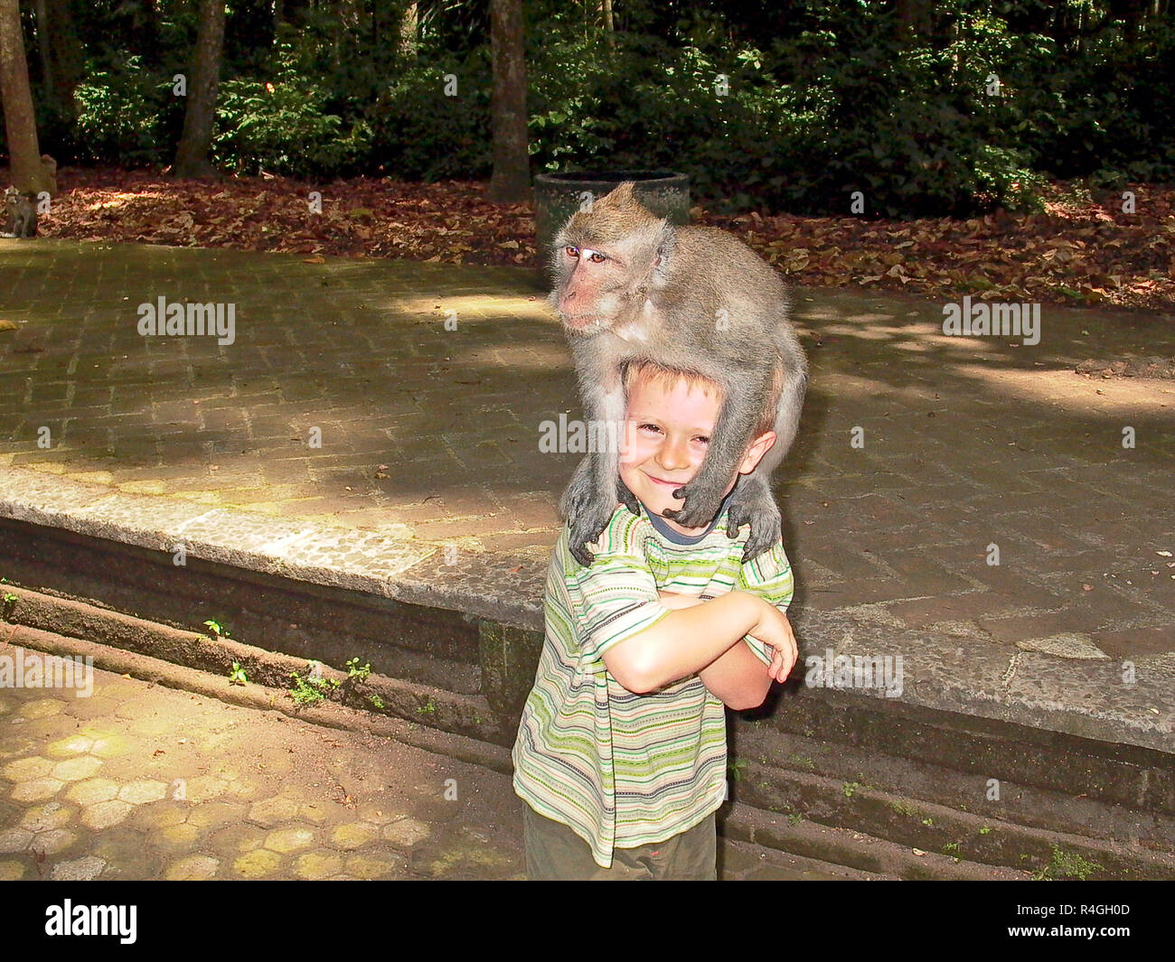 Monkeys attack hi-res stock photography and images - Alamy