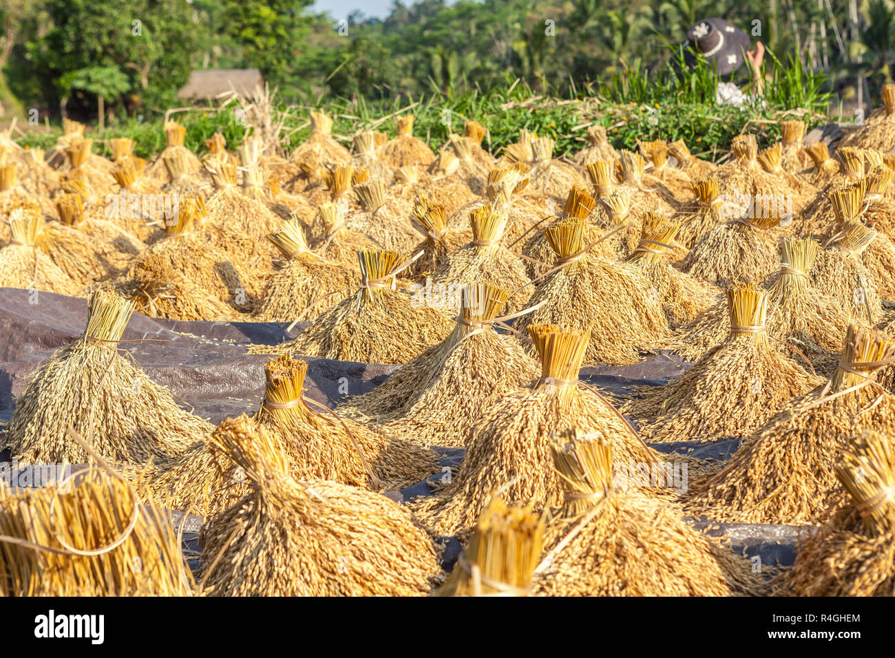 Rice Harvest