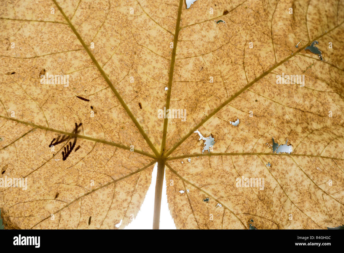 Devils club leaf hi-res stock photography and images - Alamy