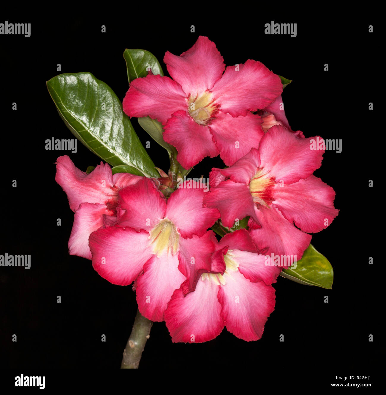 Cluster of stunning vivid pink to red flowers and green glossy leaves ...