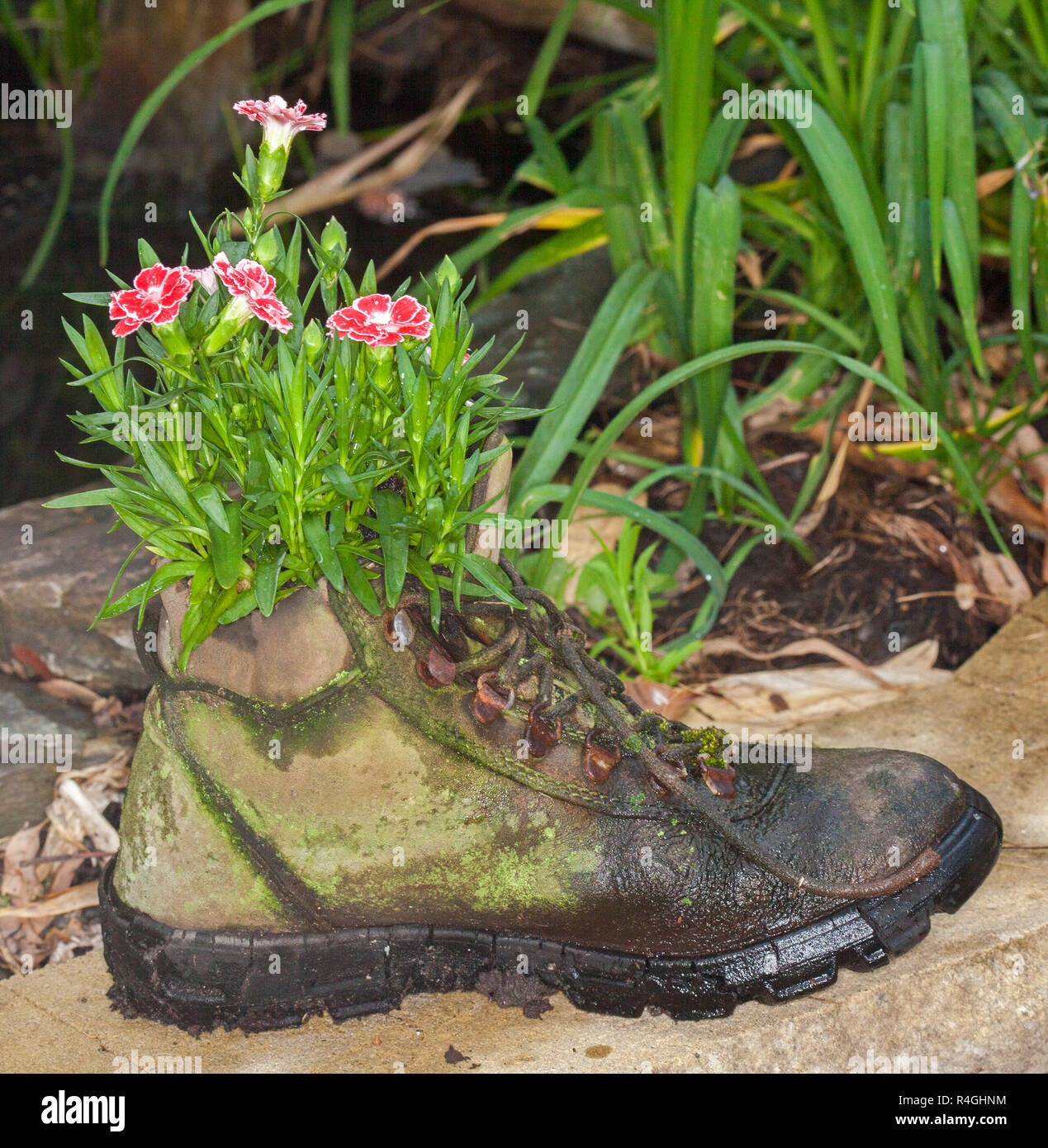 Cluster of salmon pink carnation flowers with white edges to petals ...