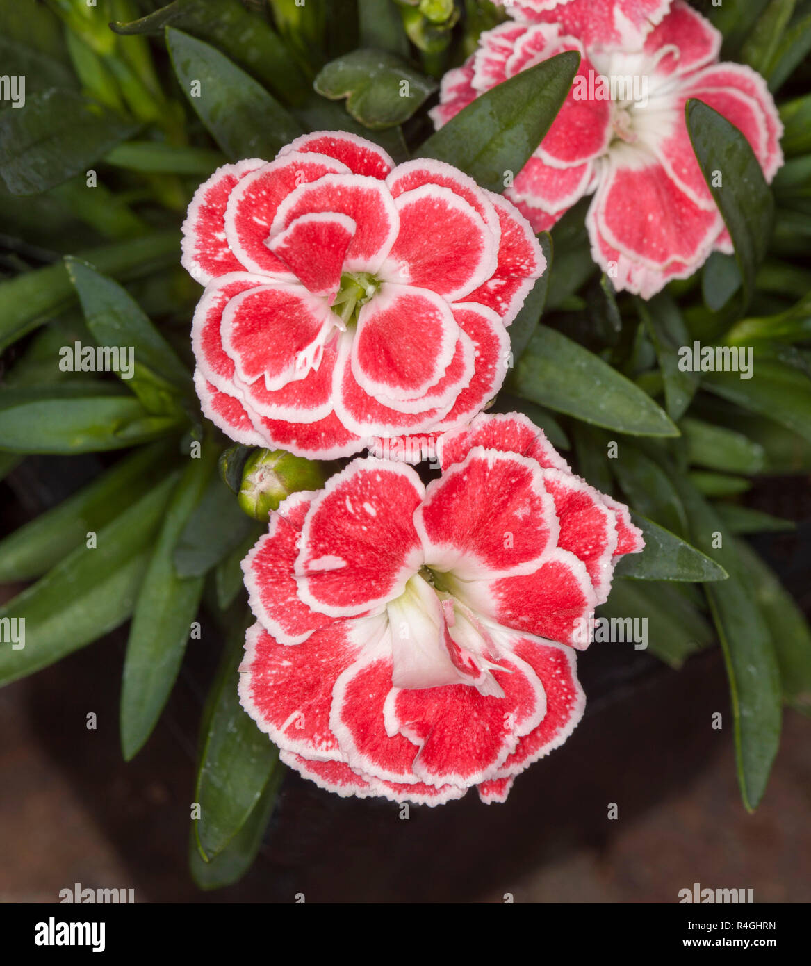 Carnation leaves hi-res stock photography and images - Alamy
