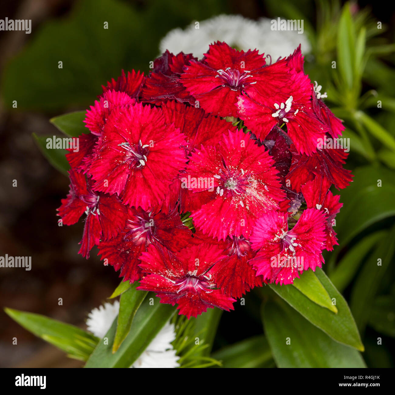 Stunning cluster of vivid deep red perfumed flowers of perennial ...