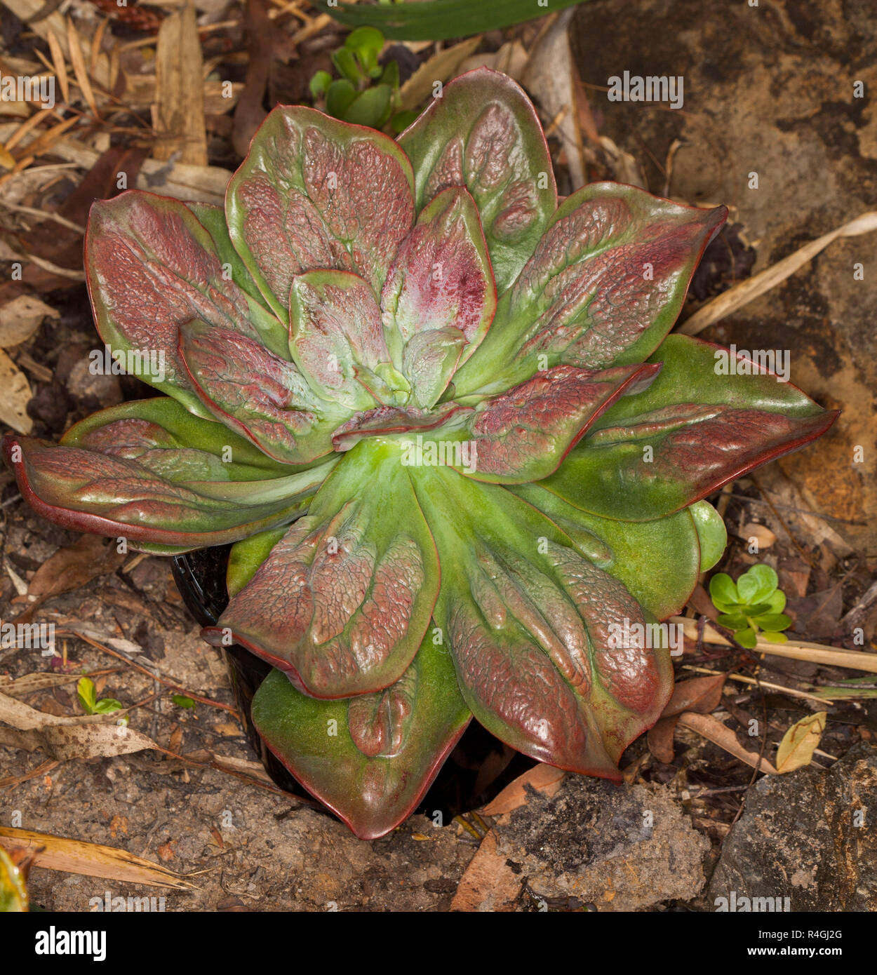 Succulent plant, Echeveria 'Baron Bold', with colourful red and green ...