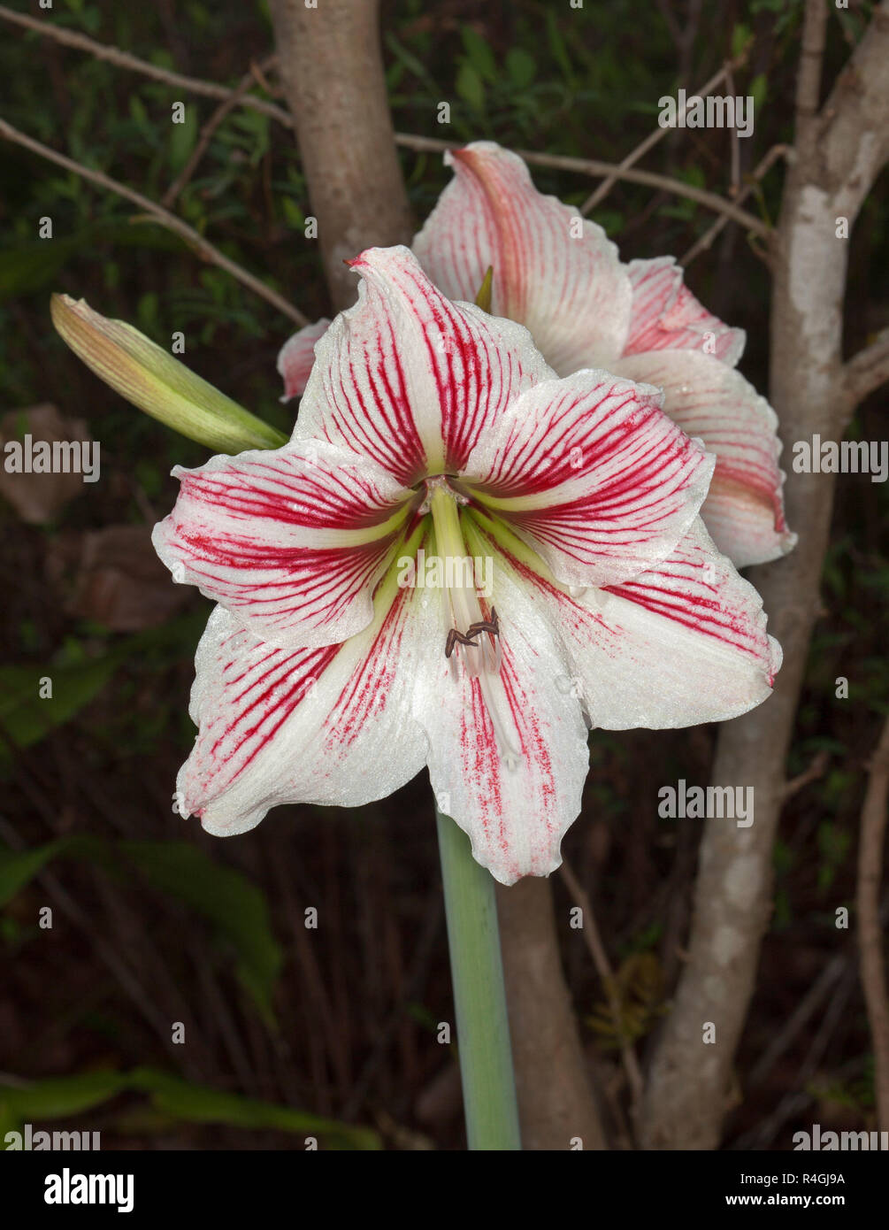 Red And White Flowers Names