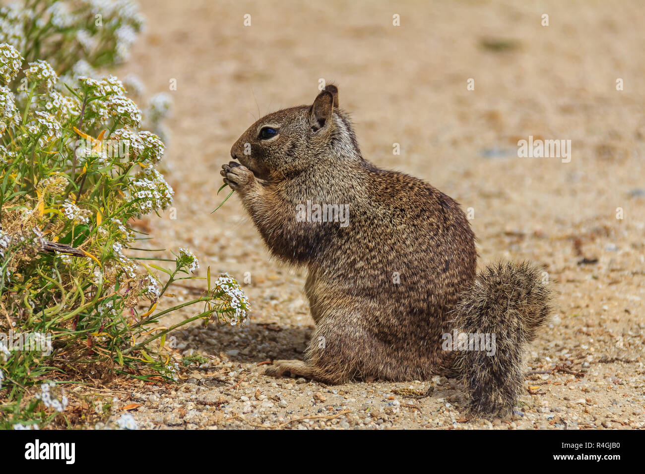 John Green Squirrel Gif