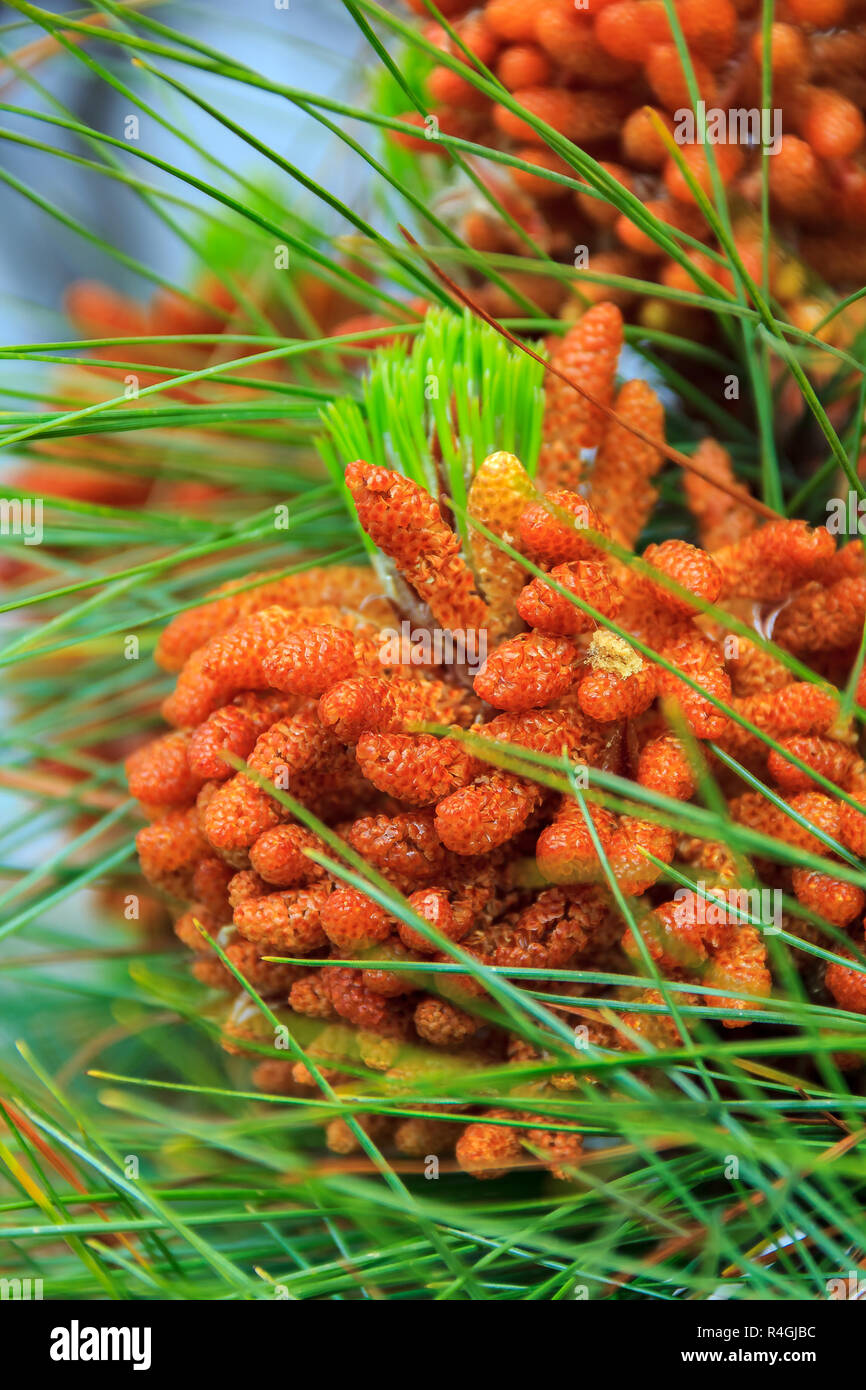 Pinus pinea branch hi-res stock photography and images - Alamy