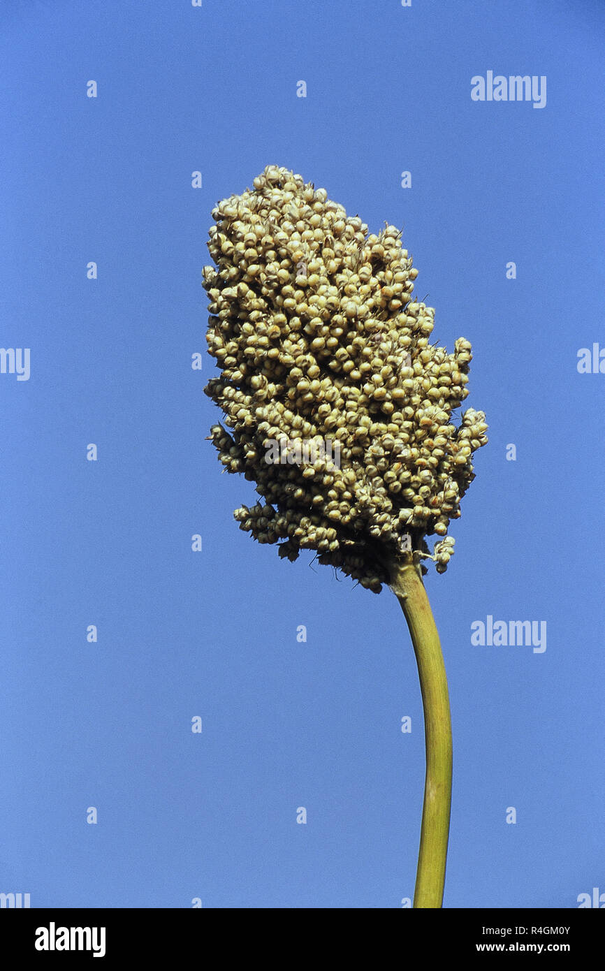 Jawar crop full of grains, Theur, District Pune, Maharashtra, India ...