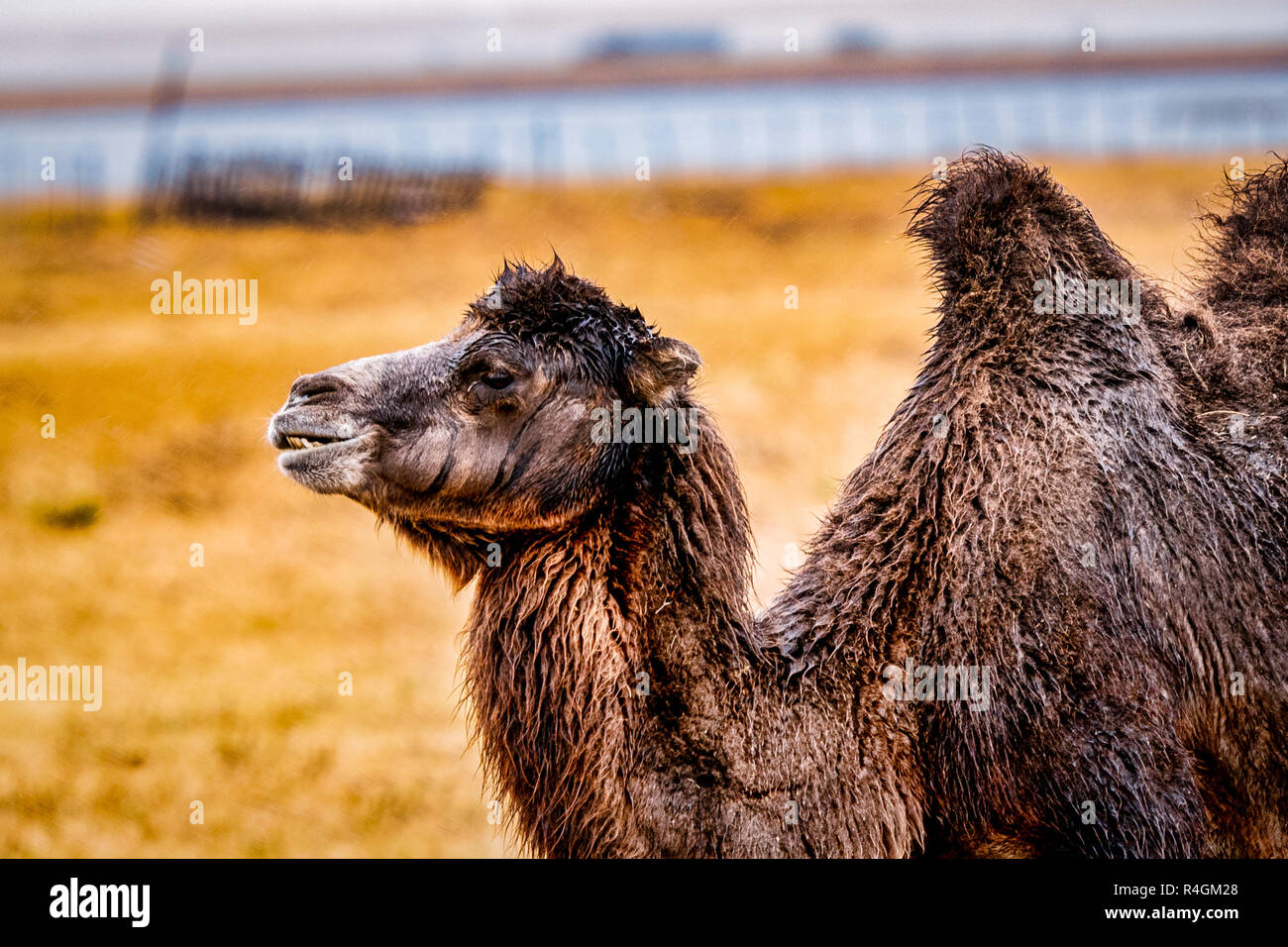 Wild Bactrian (Two Humps) Camels of Hulun Buir Grassland during Autumn ...