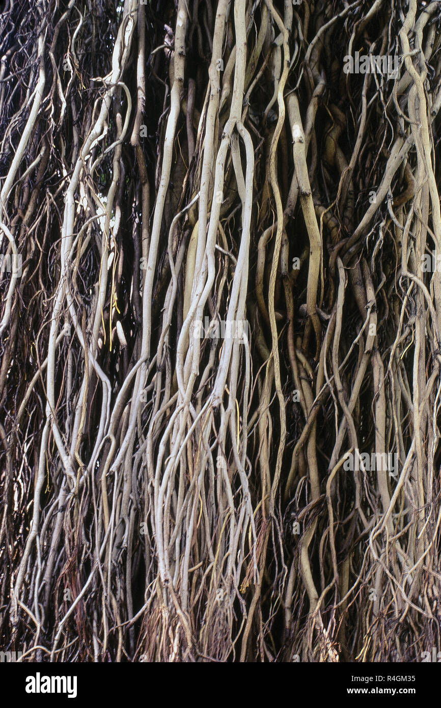 Descending view of fig tree roots, Pune, Maharashtra, India, Asia Stock ...