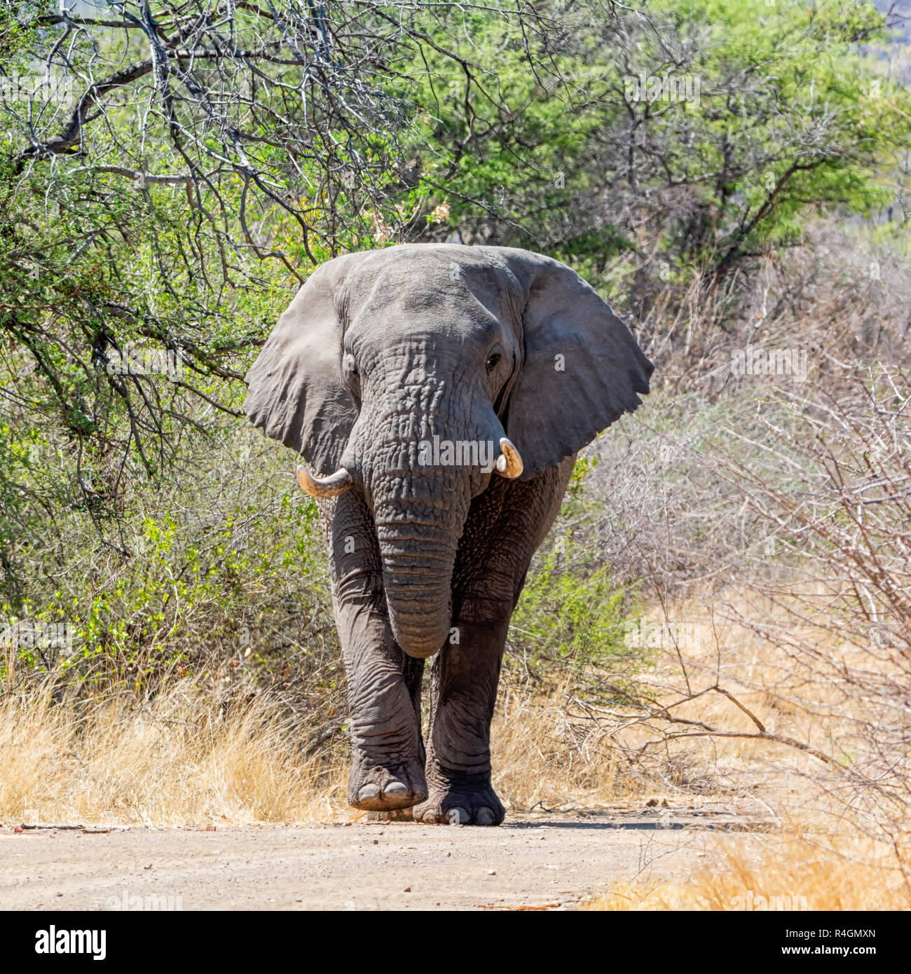 An African Elephant bull walking down a track in Southern Africa Stock ...