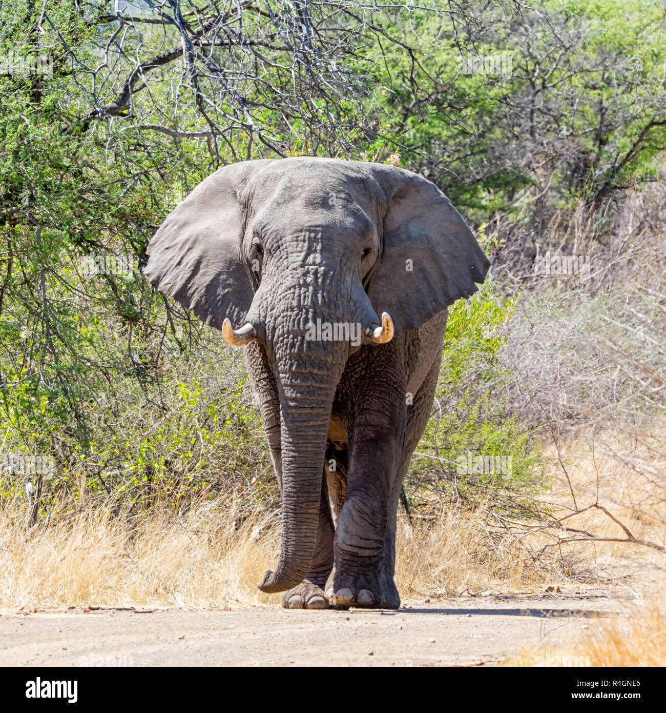An African Elephant bull walking down a track in Southern Africa Stock ...