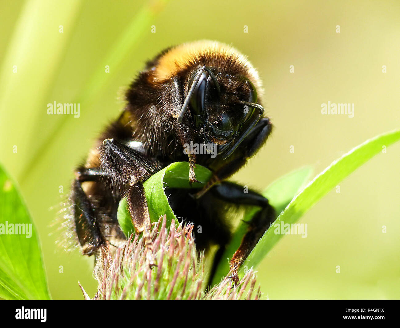 Macro of bumblebee on summer flower Stock Photo - Alamy