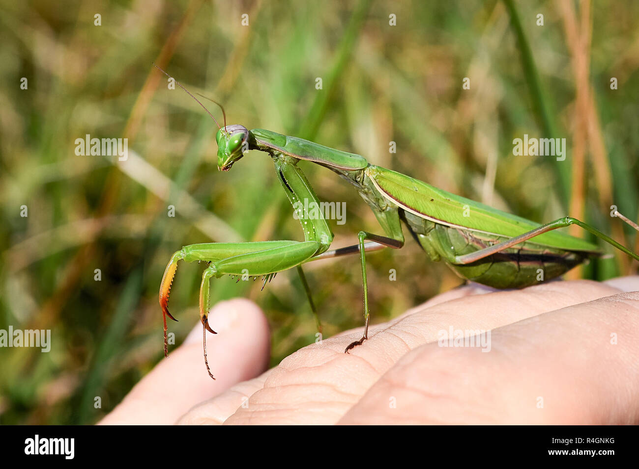 Green praying mantis on hand Stock Photo - Alamy