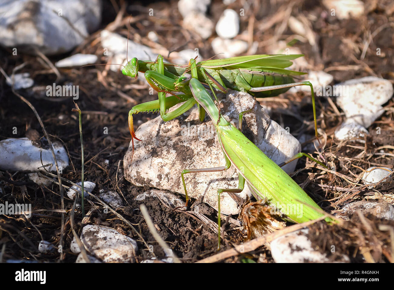 Praying mantises fighting hi-res stock photography and images - Alamy