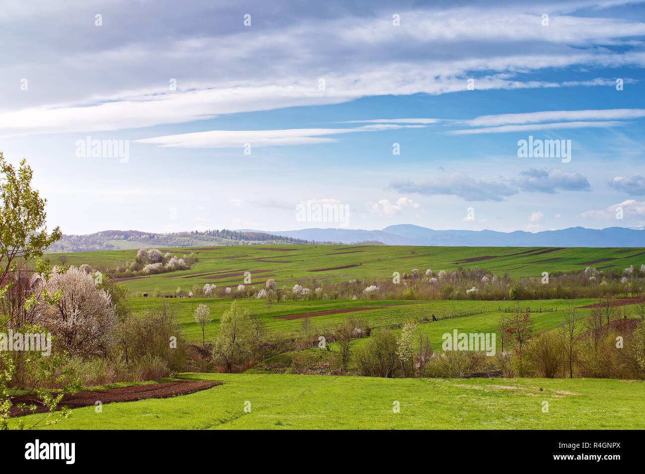 Panorama meadow orchard cherry hi-res stock photography and images - Alamy