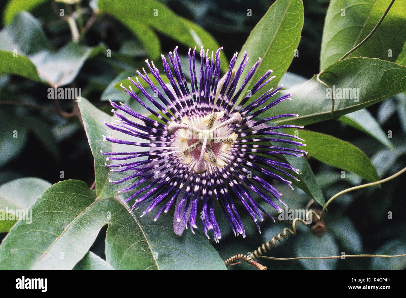 Passion Flower, Krishna Kamal, Ghodegaon, Thane, Maharashtra, India ...