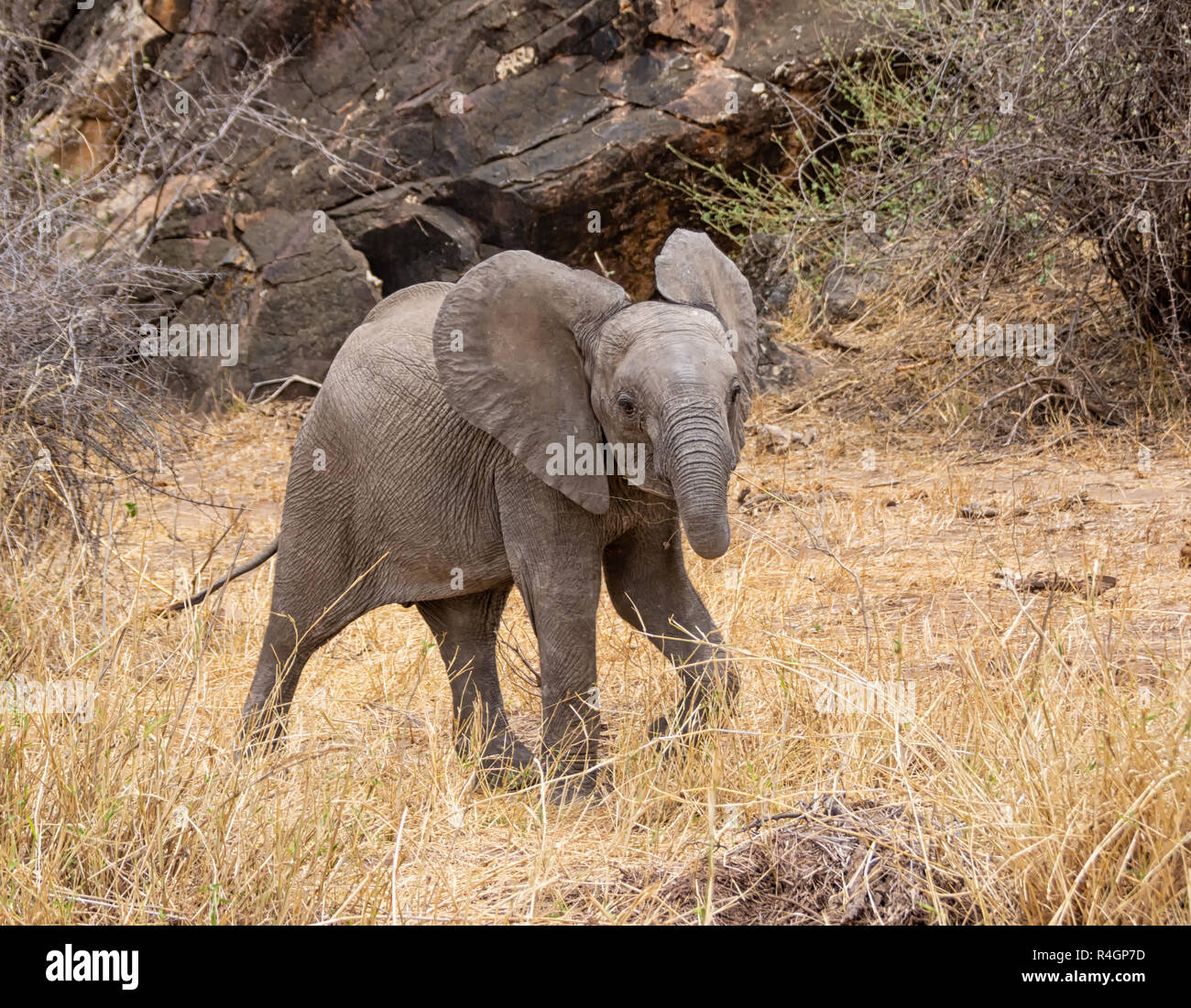 An African Elephant calf in Southern African savanna woodland Stock ...