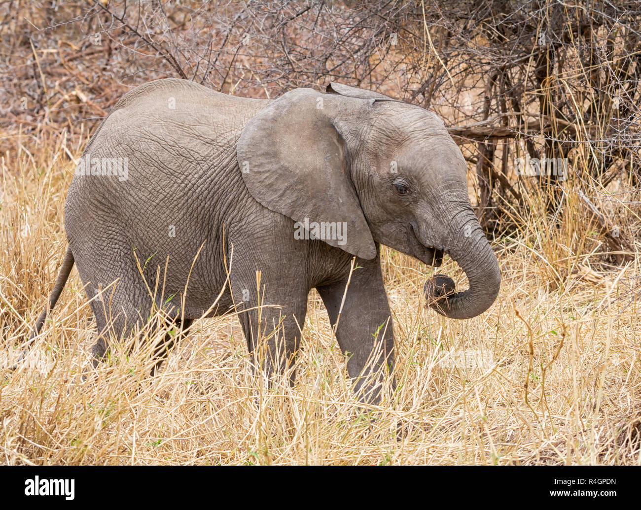 An African Elephant calf in Southern African savanna woodland Stock ...