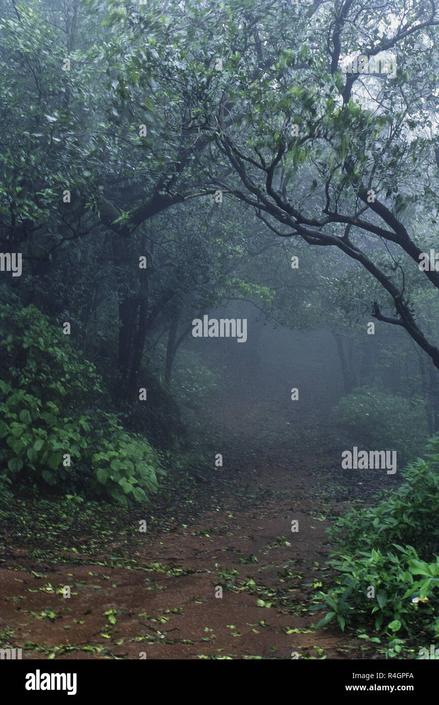 Monsoon forest hi-res stock photography and images - Alamy