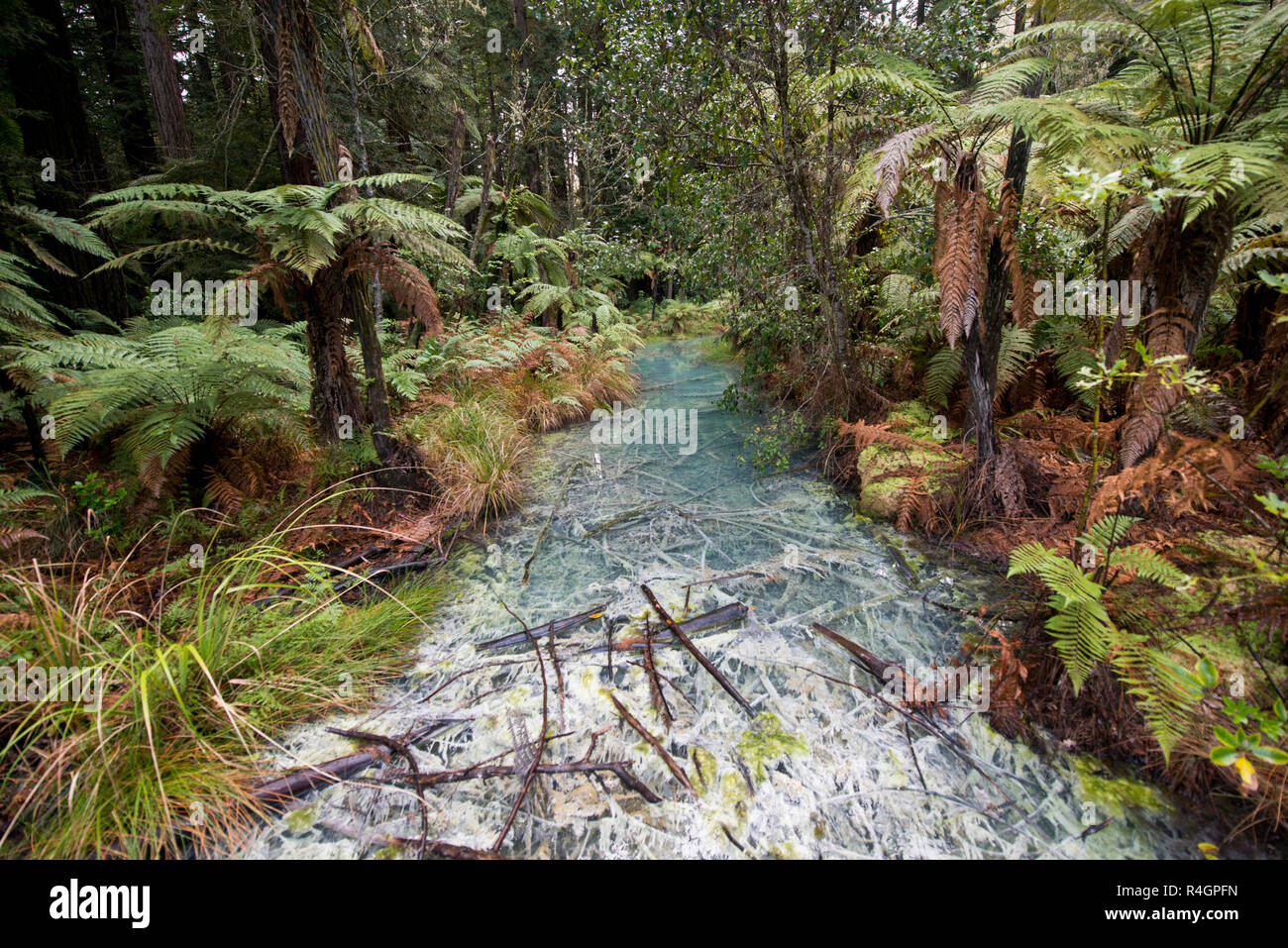 Rotorua Forest New Zealand Stock Photo - Alamy