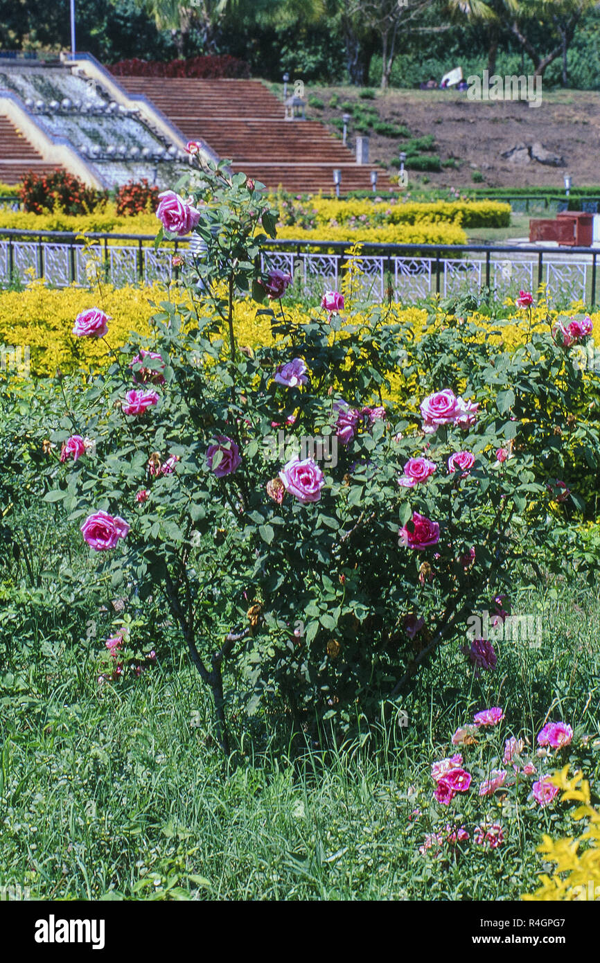 Rose garden, Sant Dynaneshwar Udyaan, Paithan, Maharashtra, India, Asia ...