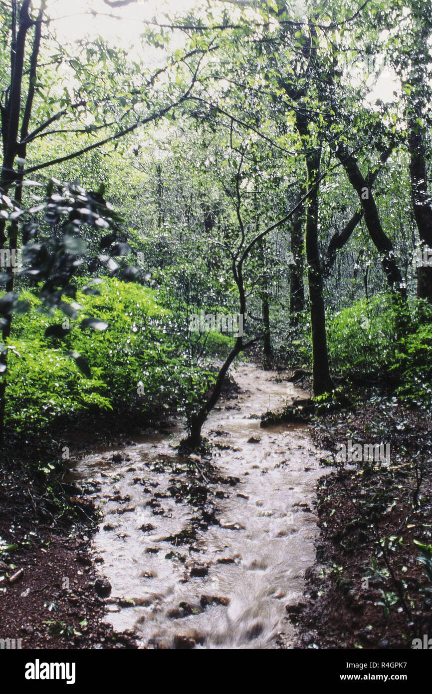 Monsoon forest hi-res stock photography and images - Alamy