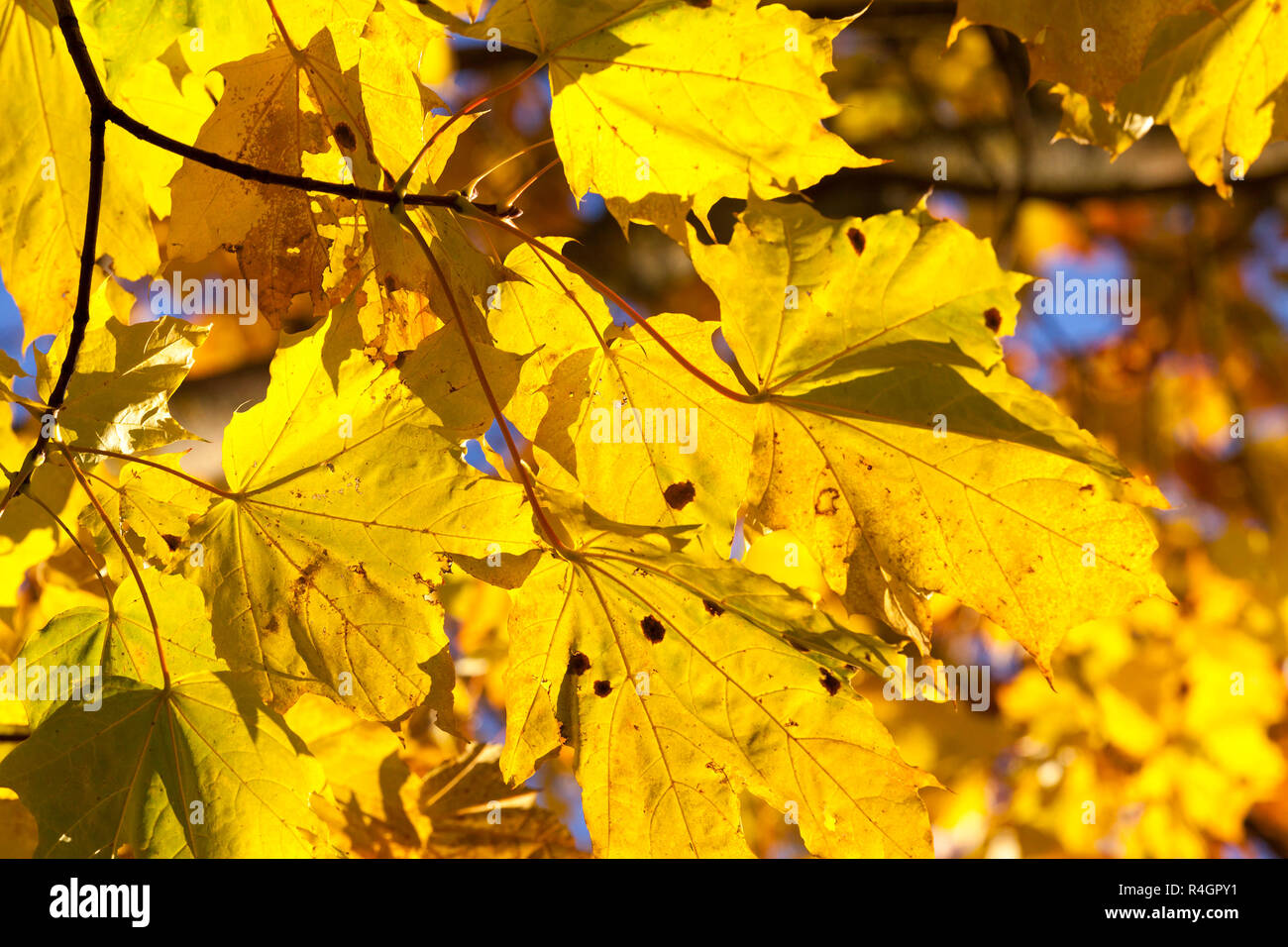 yellowed maple trees in autumn Stock Photo - Alamy