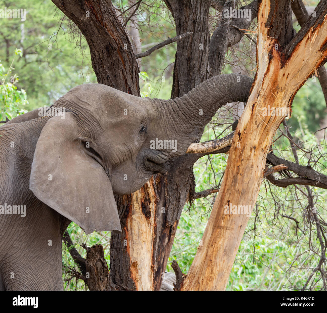 An adult Africaqn Elephant foraging in woodland Stock Photo - Alamy