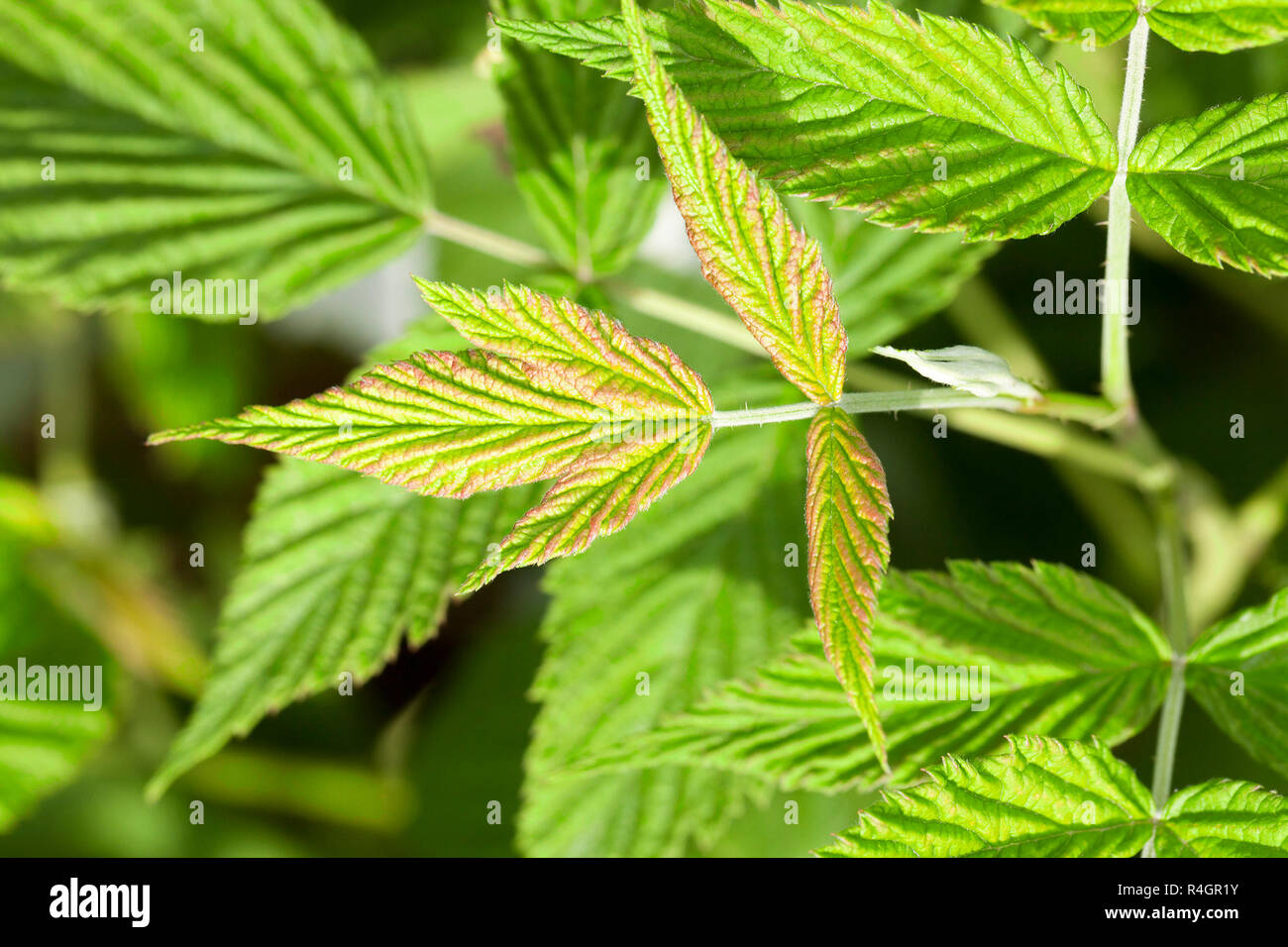green raspberry leaves Stock Photo - Alamy