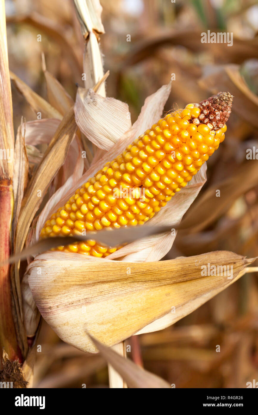 Crop of ripe dent corn hi-res stock photography and images - Alamy