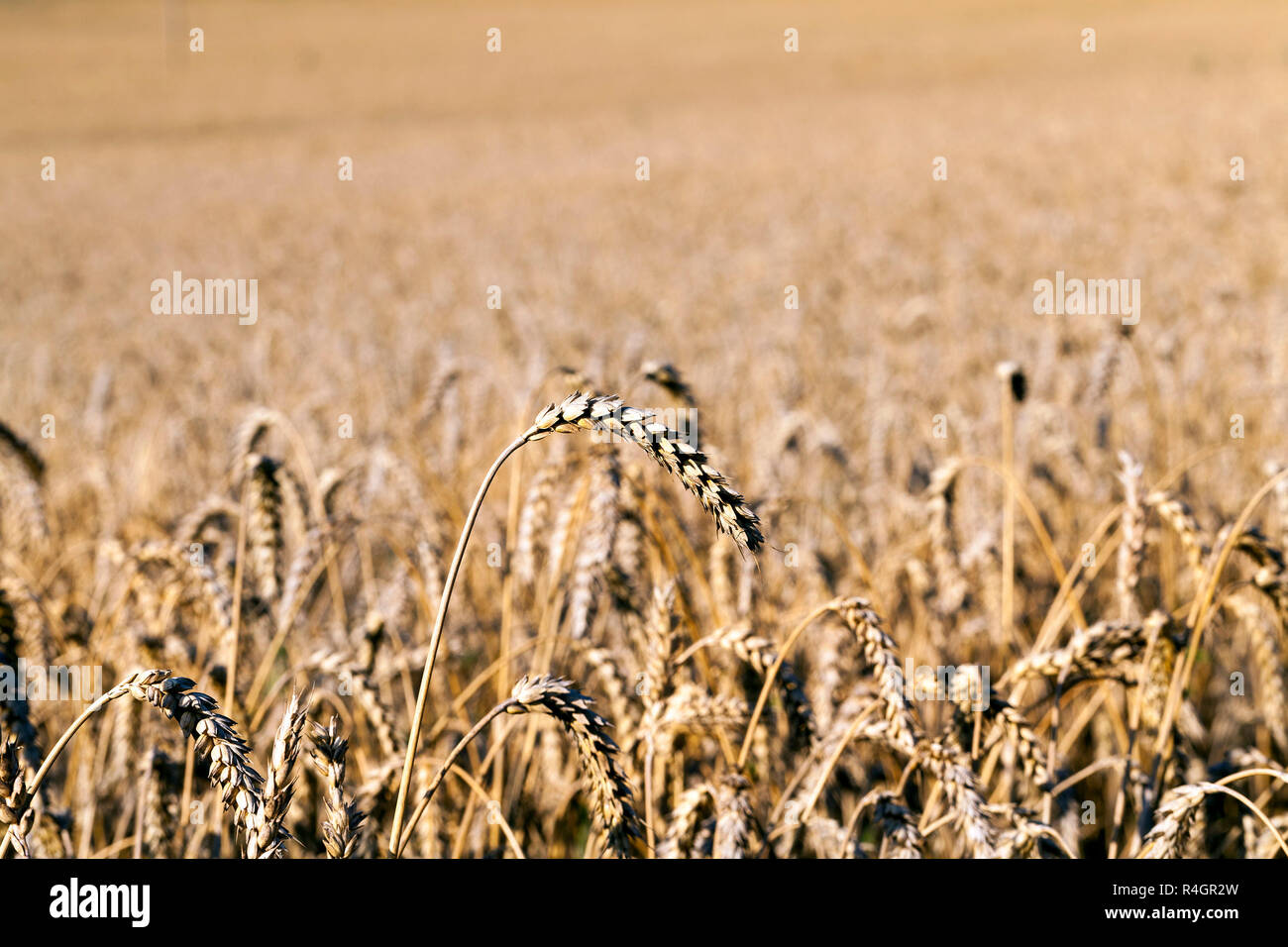 Field communion hi-res stock photography and images - Alamy