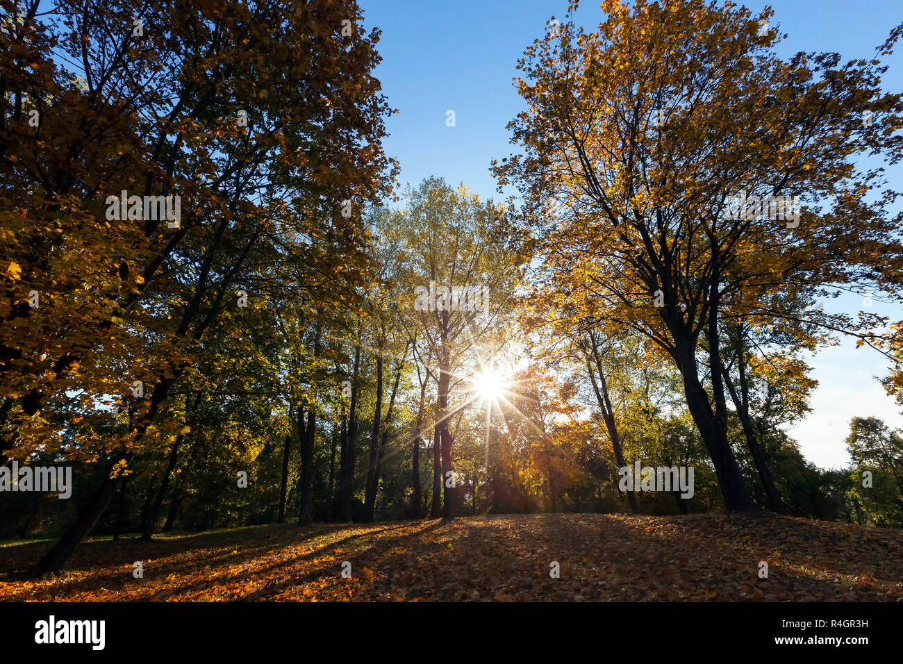 yellowed maple trees in autumn Stock Photo - Alamy