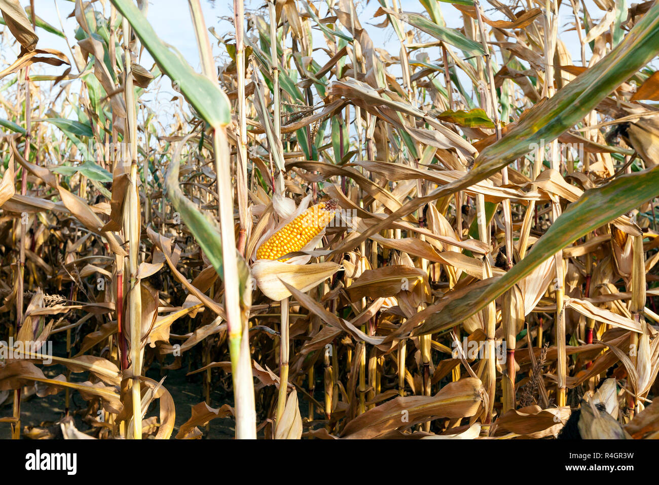corn on an agricultural field Stock Photo - Alamy