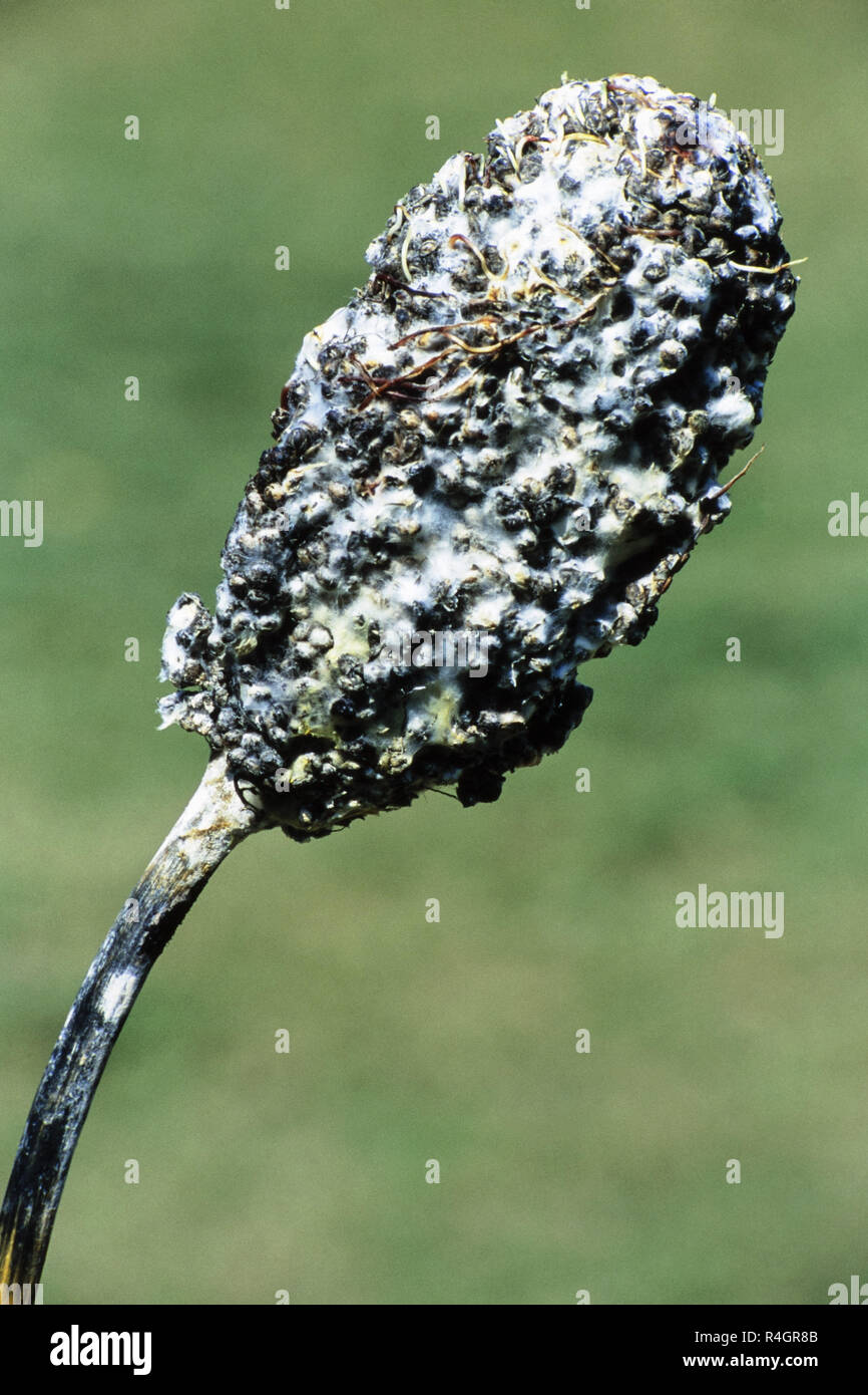 Jowar crop hi-res stock photography and images - Alamy