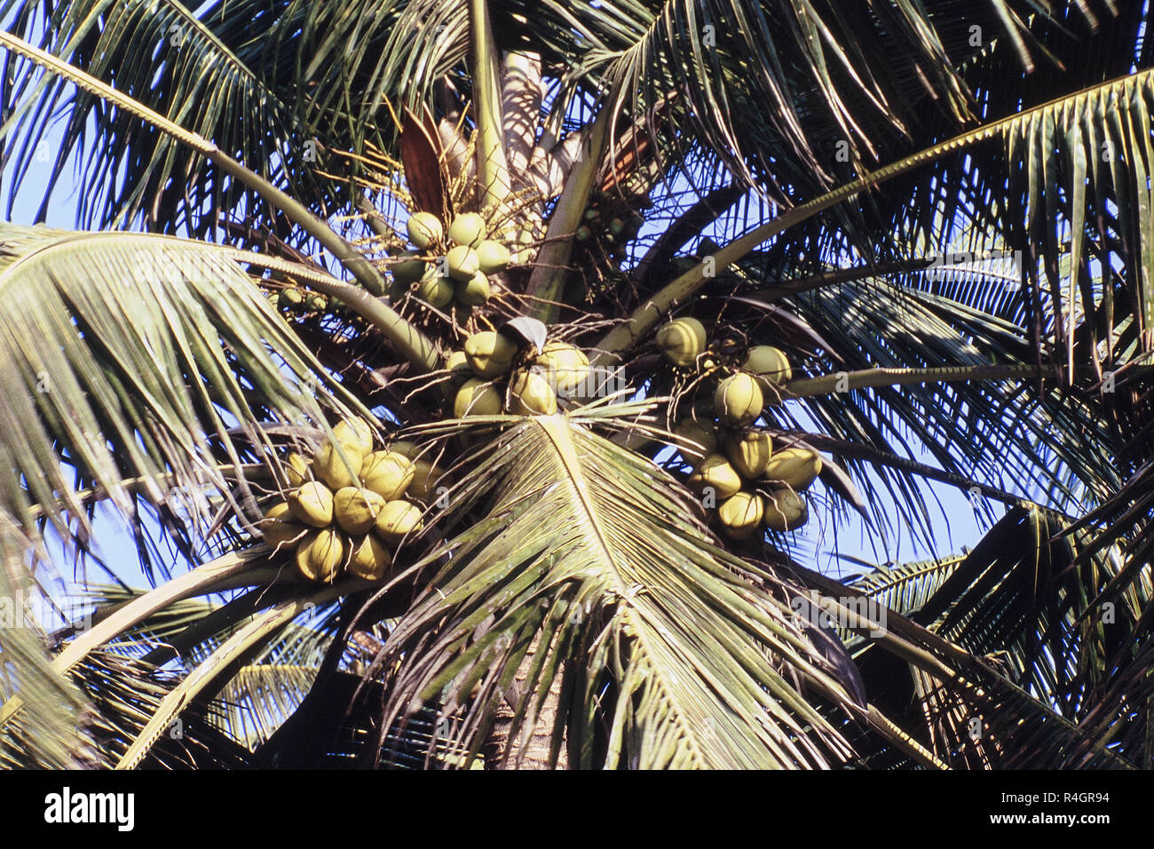 Coconuts and leaves on tree, Murud, Maharashtra, India, Asia Stock ...