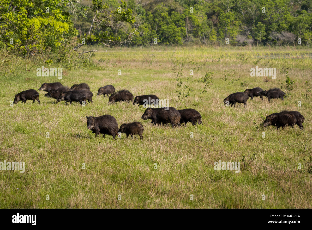 White-lipped peccaries (Tayassu pecari), herd running over meadow ...