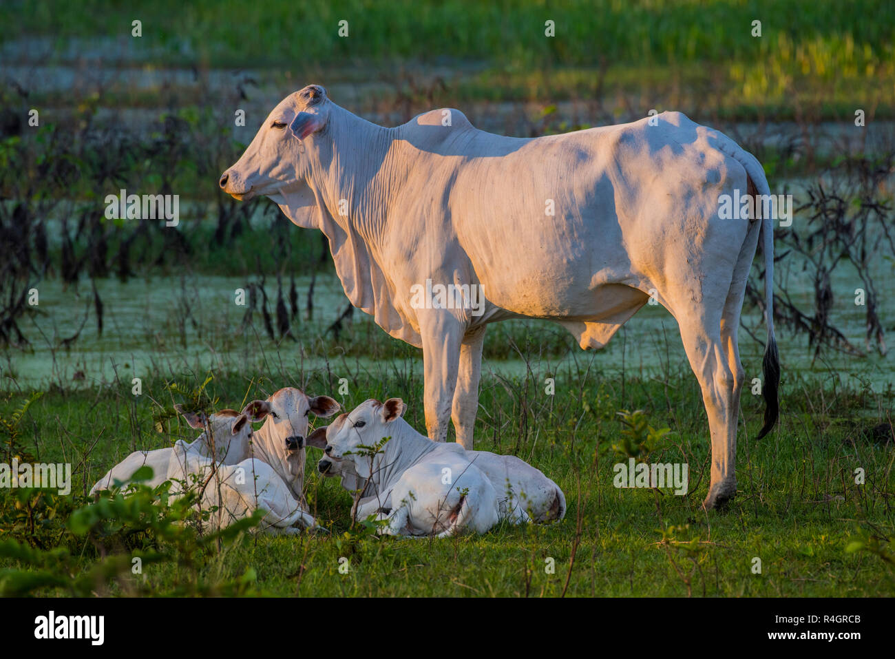 Bos taurus indicus hi-res stock photography and images - Alamy