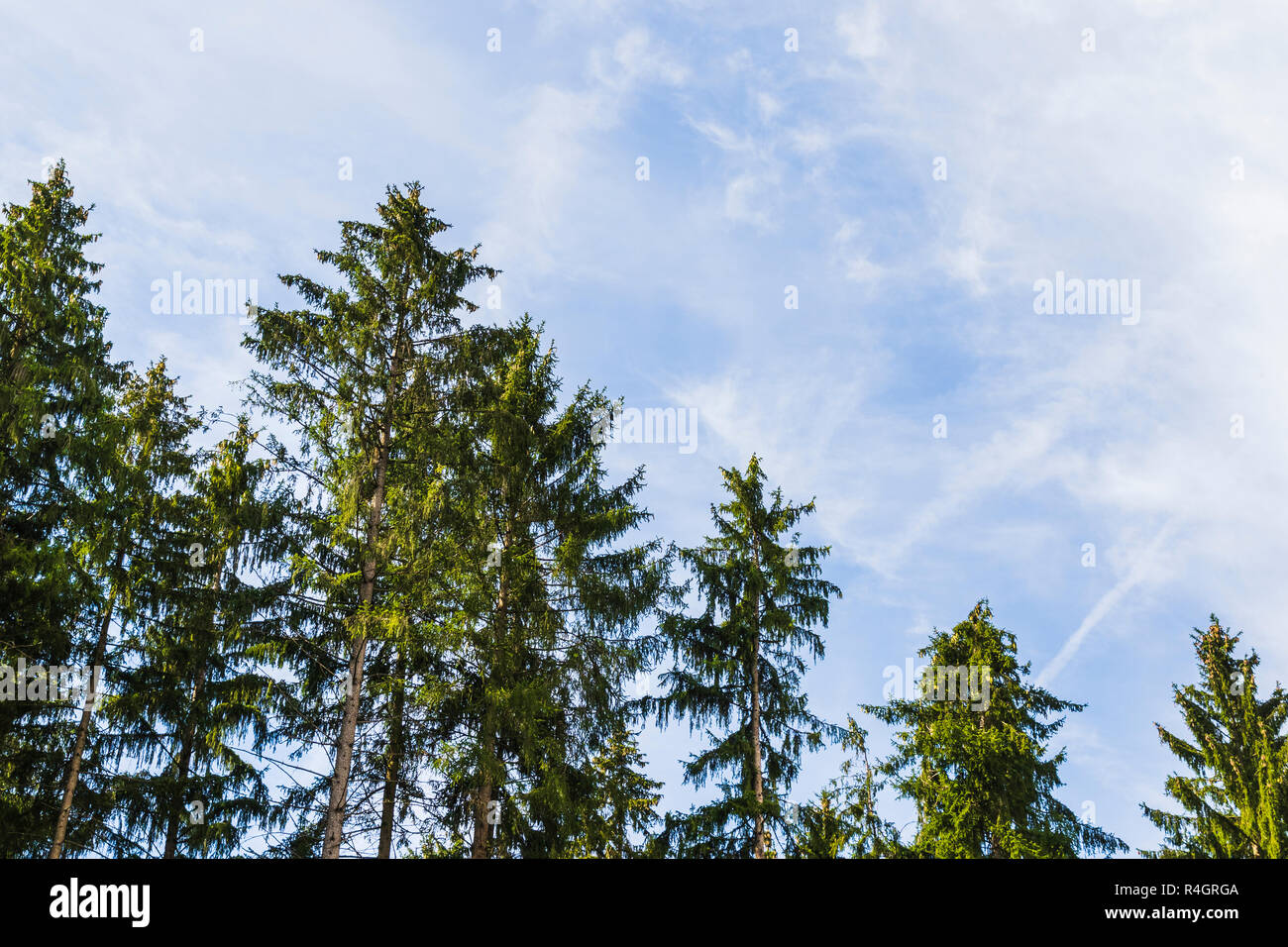 View of trees from inside a forest Stock Photo - Alamy