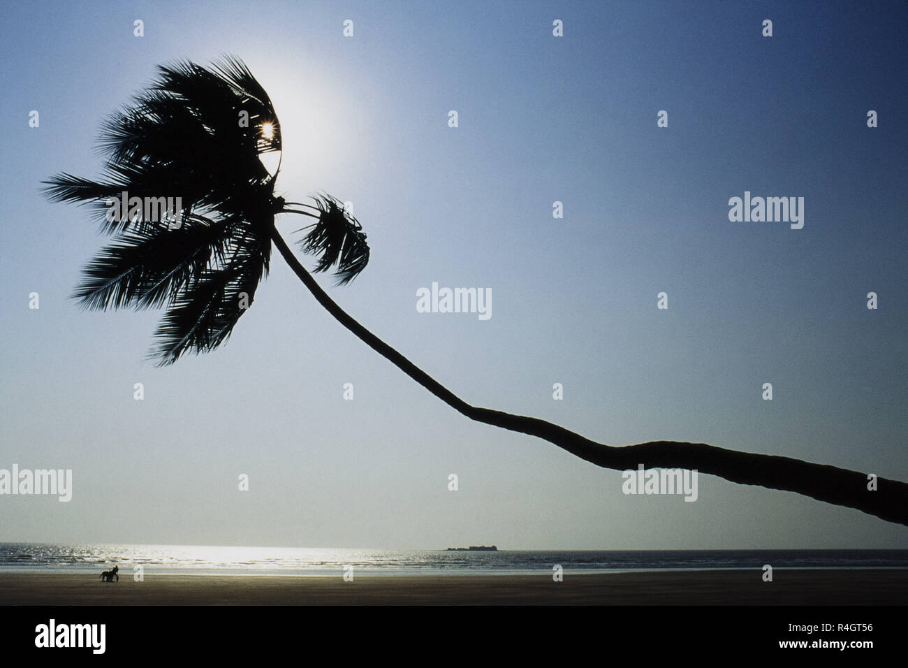 Coconut tree on Murud Beach, Raigad District, Maharashtra, India, Asia ...