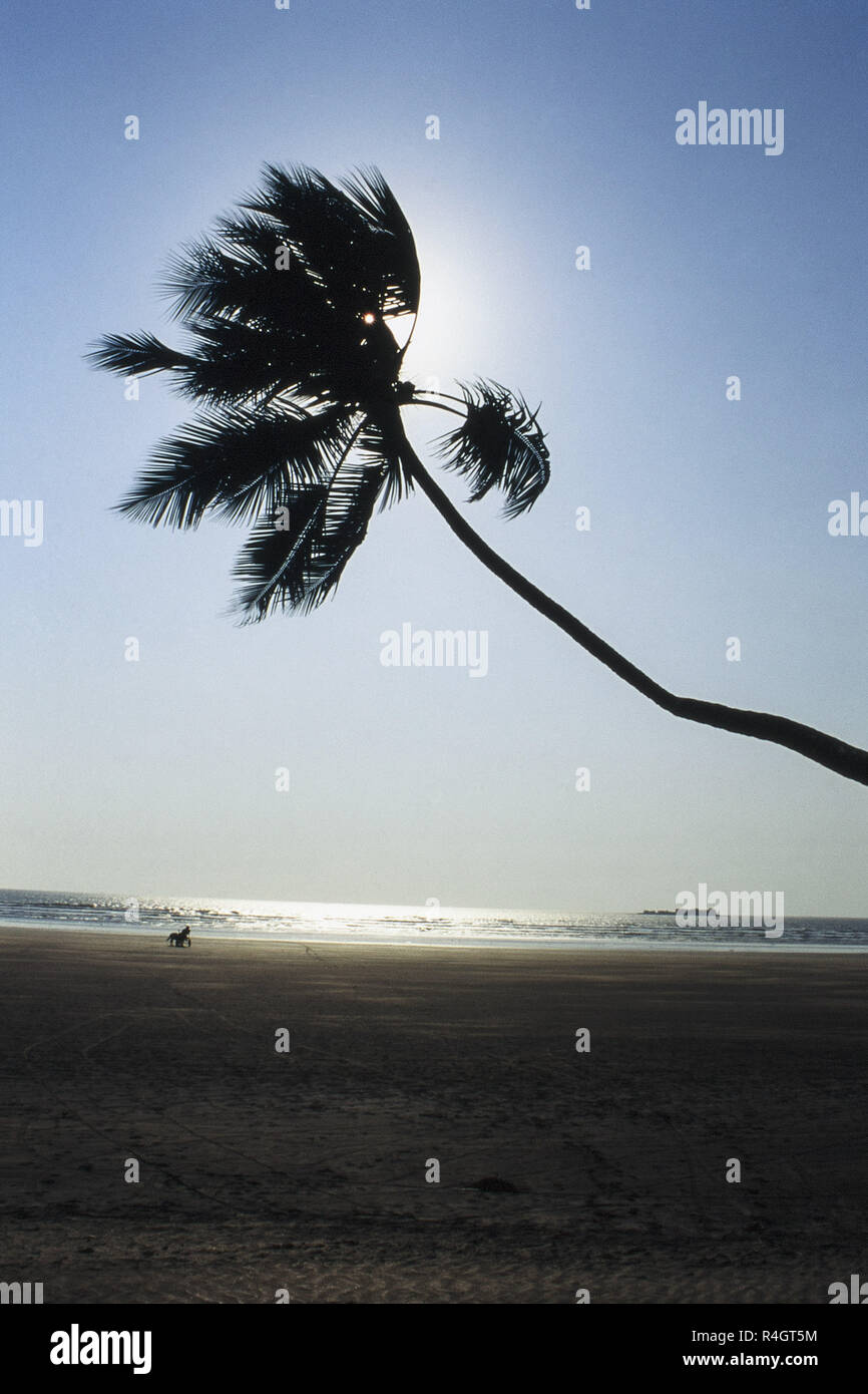 Coconut tree on Murud Beach, Raigad District, Maharashtra, India, Asia ...