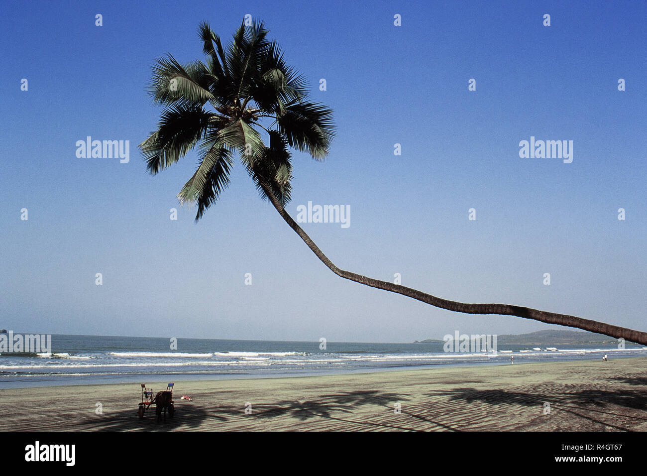 Coconut tree on Murud Beach, Raigad District, Maharashtra, India, Asia ...