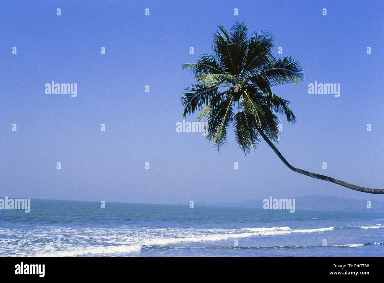 Coconut tree on Murud Beach, Raigad District, Maharashtra, India, Asia ...