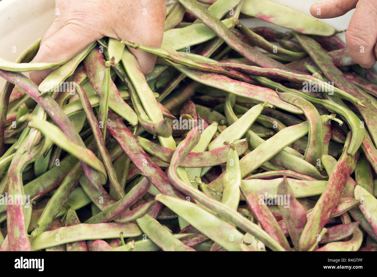 Hands picking fresh beans at local farmer market Stock Photo - Alamy